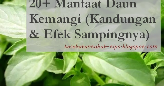 20+ Manfaat Daun Kemangi (Kandungan & Efek Sampingnya)