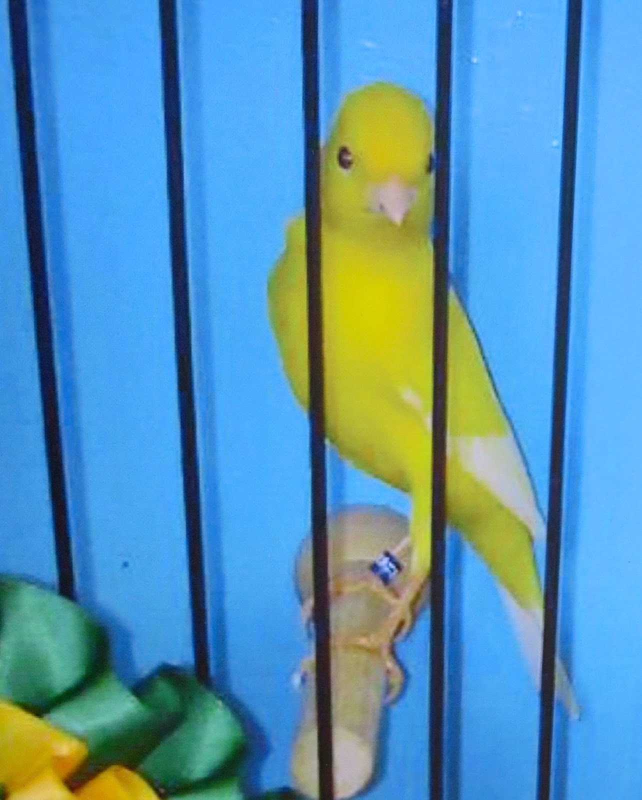Canary Tales: Breeding Better Looking Birds Part 3 - Second Set Of ...