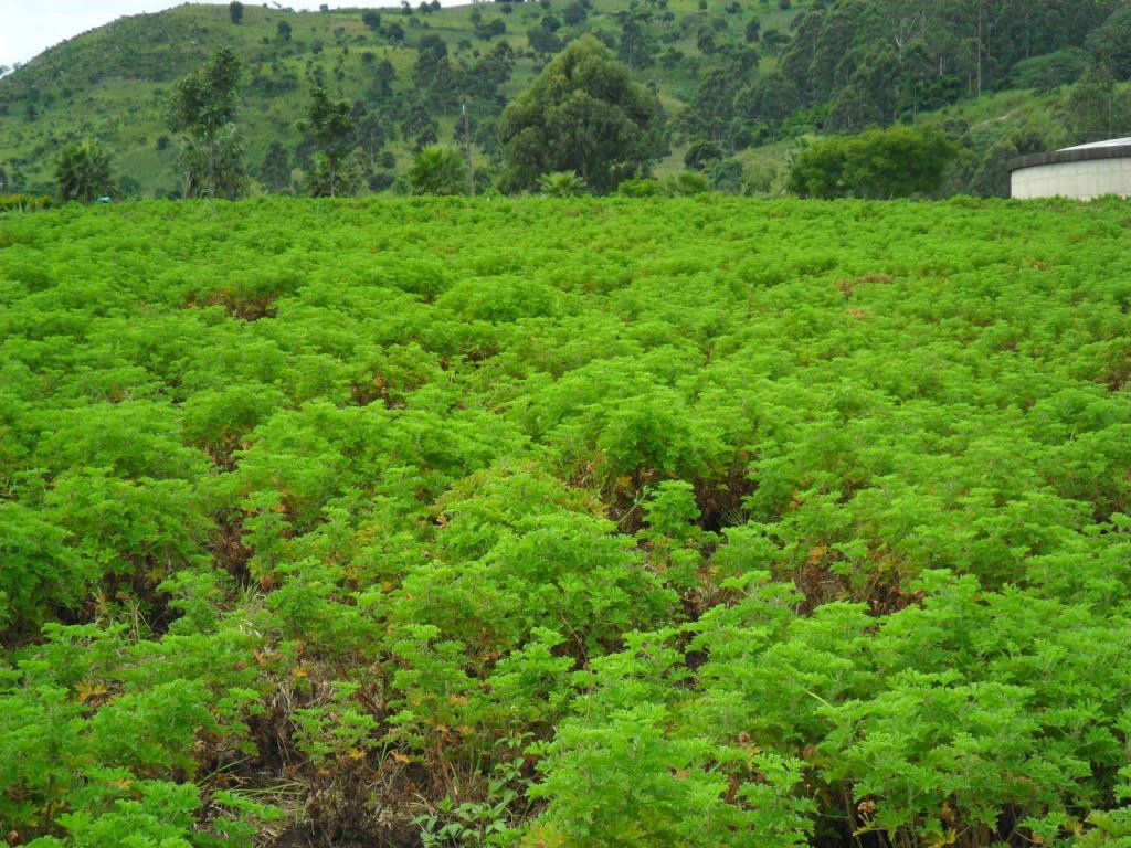 Prima Fleur Botanicals: Global View : Madagascar & Malawi, Africa