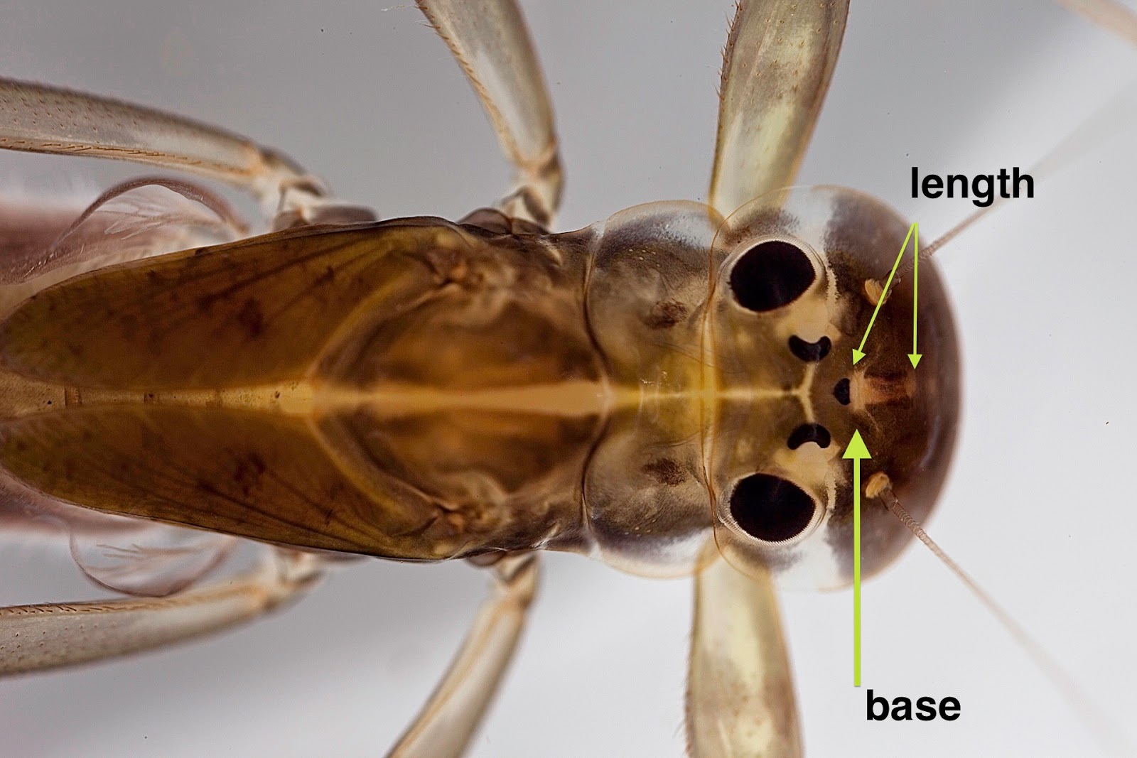 Aquatic Insects of Central Virginia: May 2014