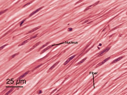 Smooth muscle tissue - Medically