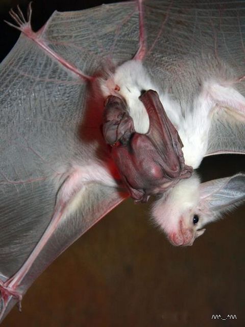 Info on Bats | Ghost Bat