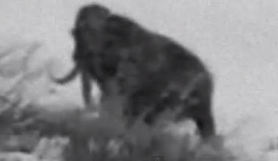 Craig Woolheater from Cryptomundo posted this video: