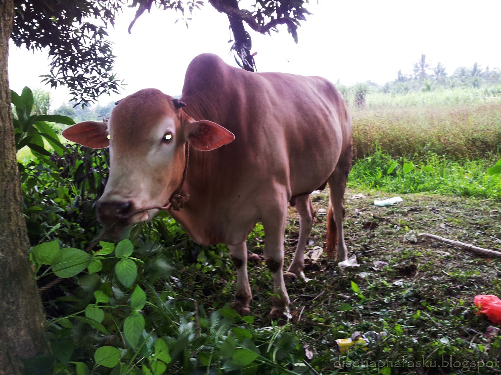 KeranaMu Ya Allah,aku masih mampu bernafas..: Lembu korban