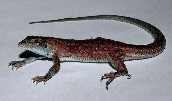 Persona Non Grata: Biologists Create New Lizard Species in Lab