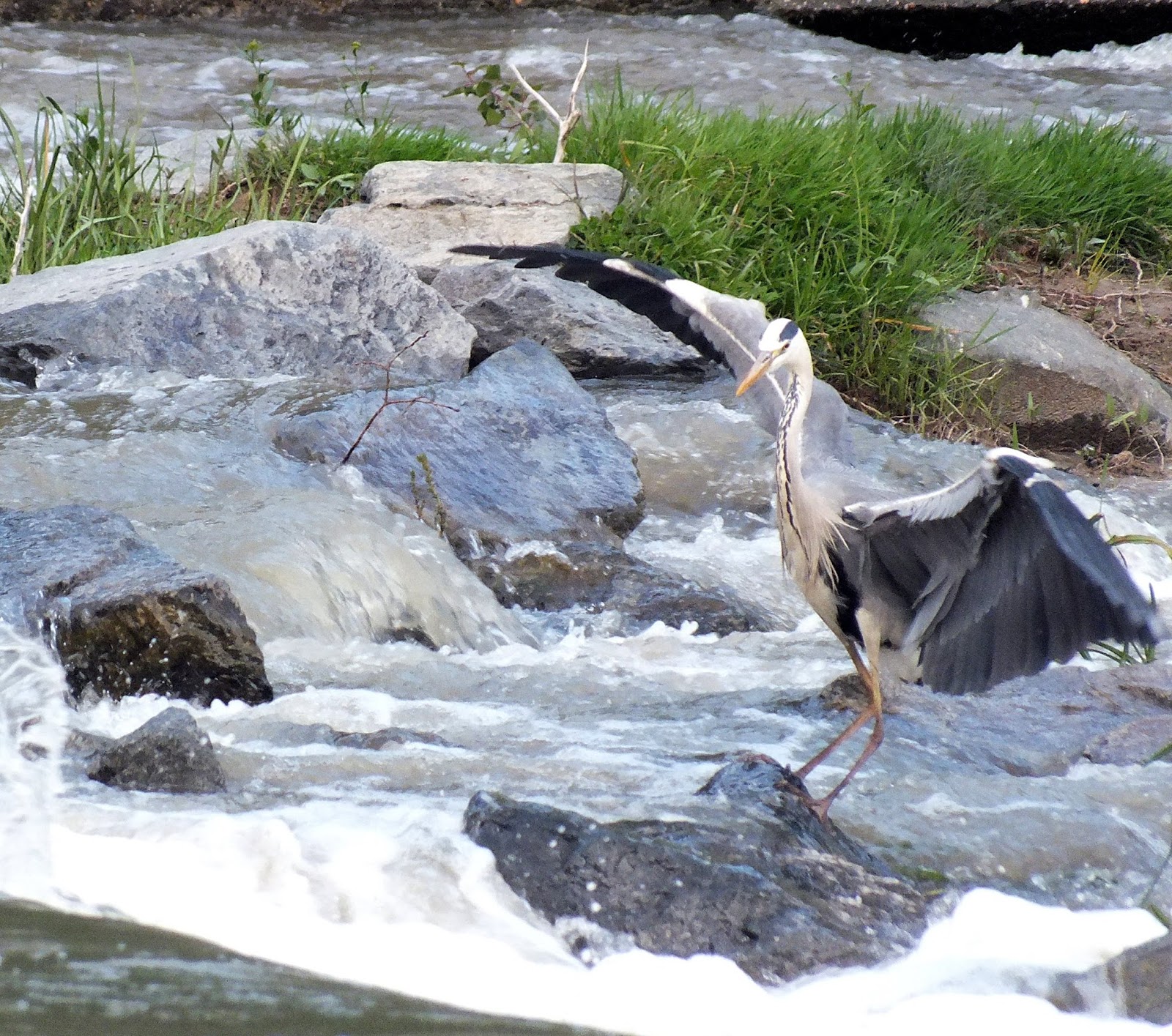 Jurnal unui desculț : starc cenusiu baraj raul vedea alexandria teleorman