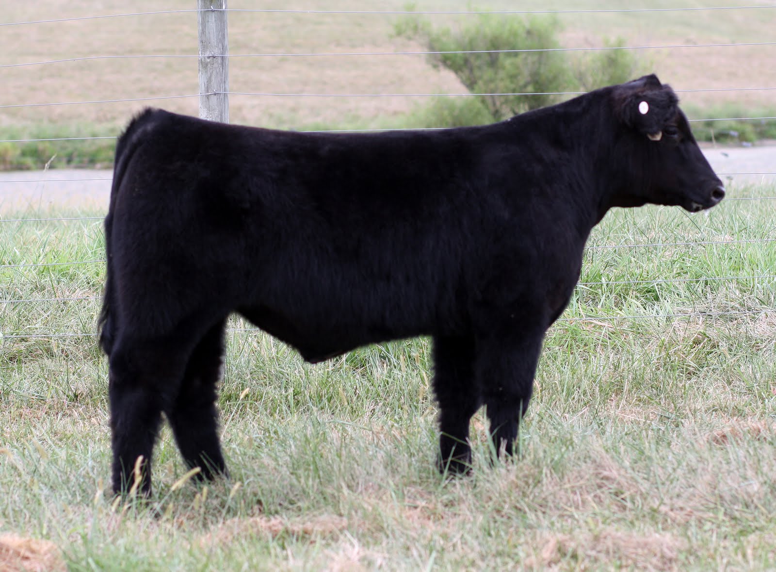 Holtkamp Cattle Co: Run for the Backdrop 817 steer.