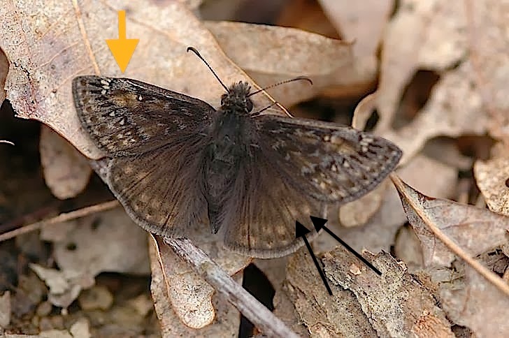 Field Biology in Southeastern Ohio: Skipper Butterflies