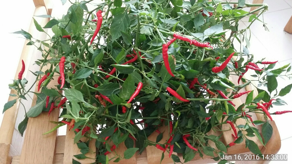 Mencantas pokok cili api