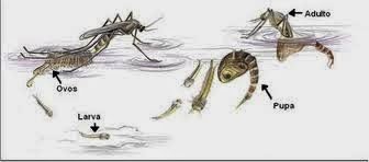 BIBOCA AMBIENTAL : NO MUNDO DOS INSETOS, PARA QUE SERVE O PERNILONGO?