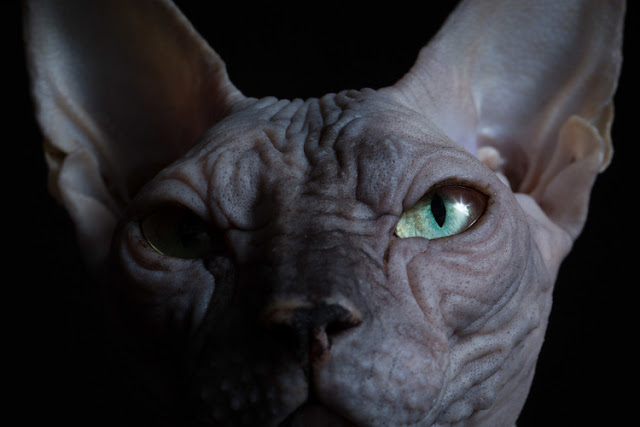 White Wolf : Unique beauty of furless Sphynx cats are captured in ...