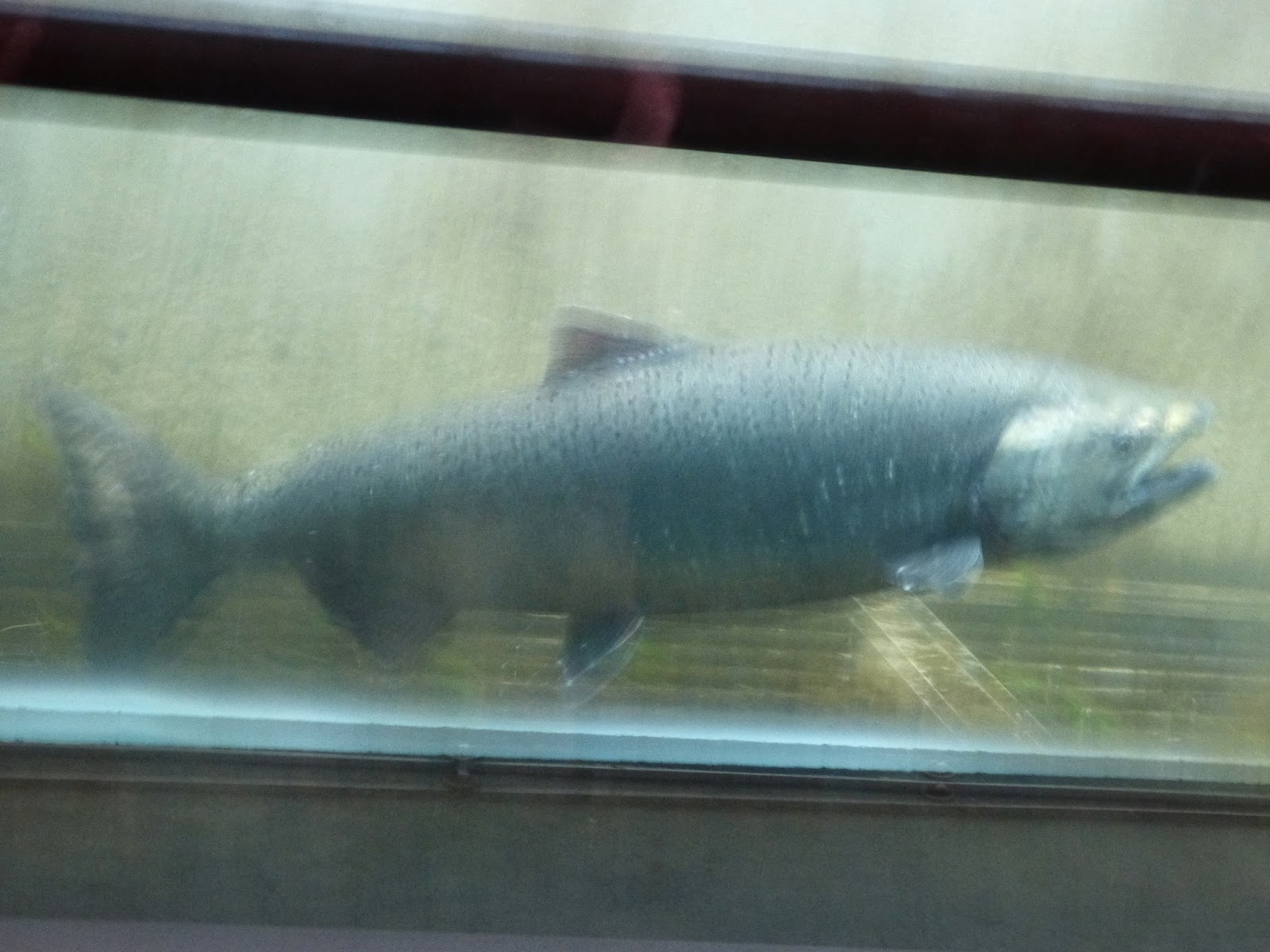 Ray's Retirement: Seattle - the fish ladder