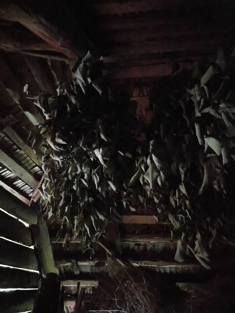 Põuane suvi pani küülikutele nõgese- ja pajuvihtasid tegema.