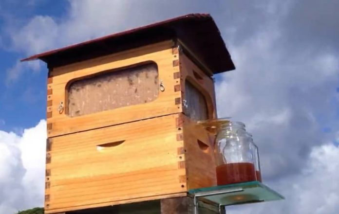 MEMÓRIAS...e outras coisas...: Nova colmeia permite tirar mel sem ...
