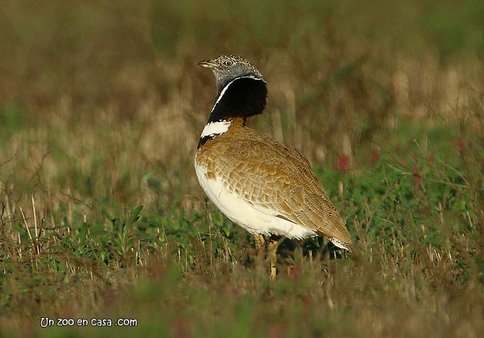 El Herrerillo: Sisón común (Tetrax tetrax)