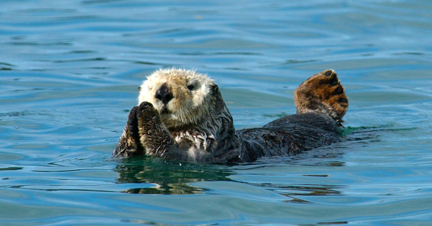 Group 8: Northern Sea Otters by Taryn McLaughlin