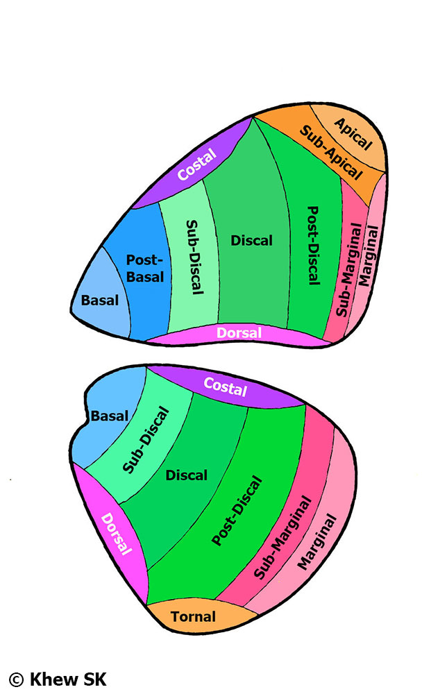 Butterflies of Singapore: Butterfly Anatomy : Part 3