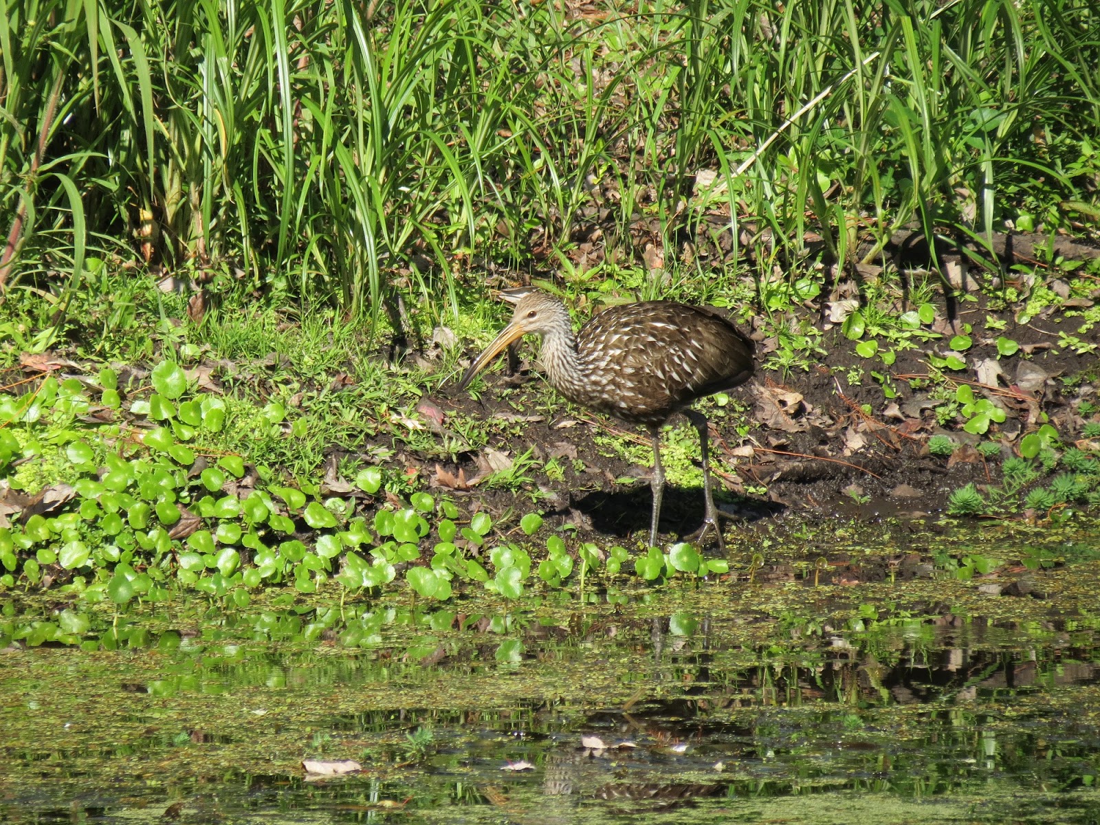 Viewing nature with Eileen: Limpkin