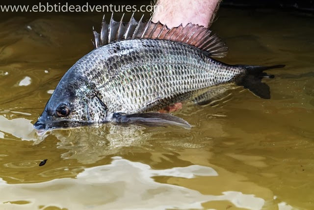 Black Bream Research - Survival Rates in Catch and Release