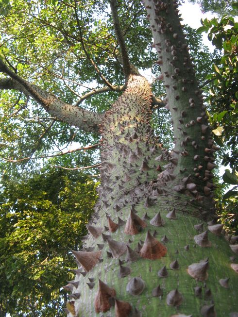 Trees With Thorns On The Trunk