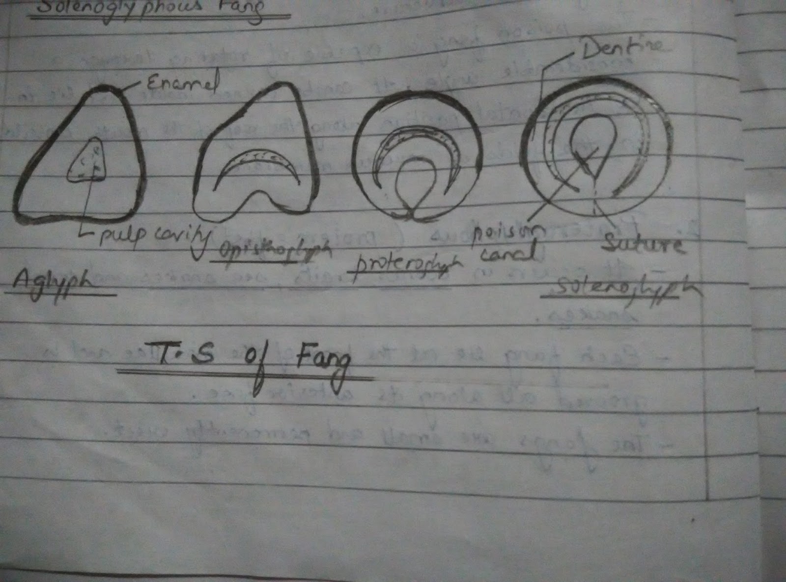 Poison Apparatus in Snakes