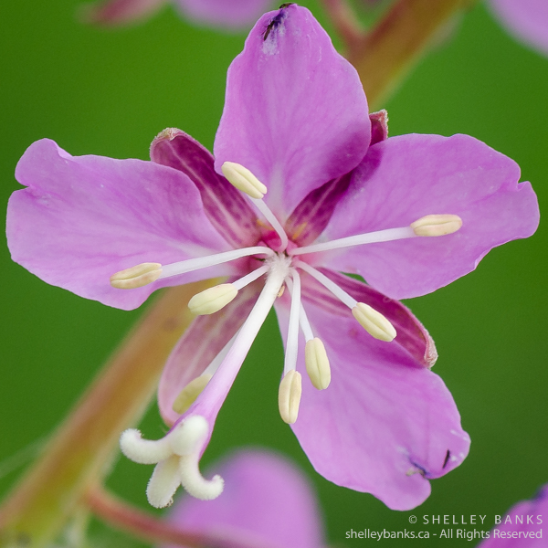 Prairie Wildflowers: Fireweed beside a Saskatchewan slough