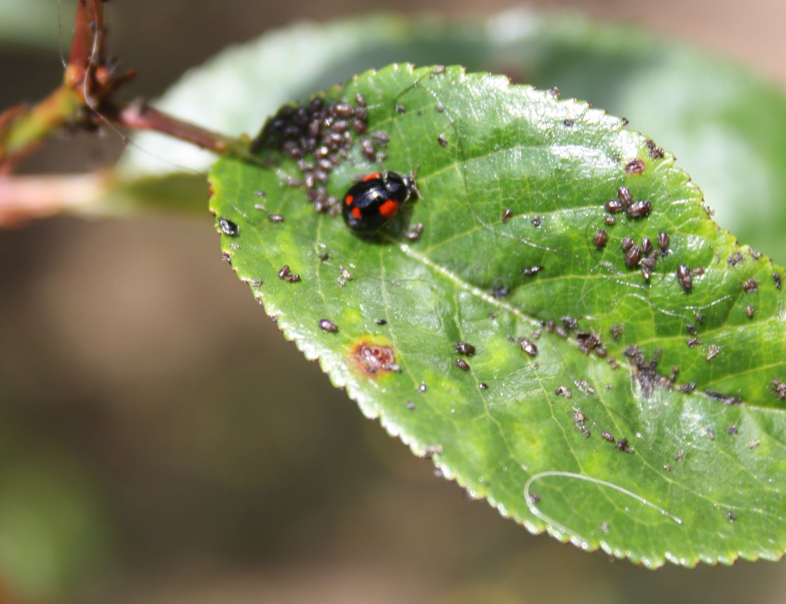El Bosque y sus Secretos: Coccinellidae