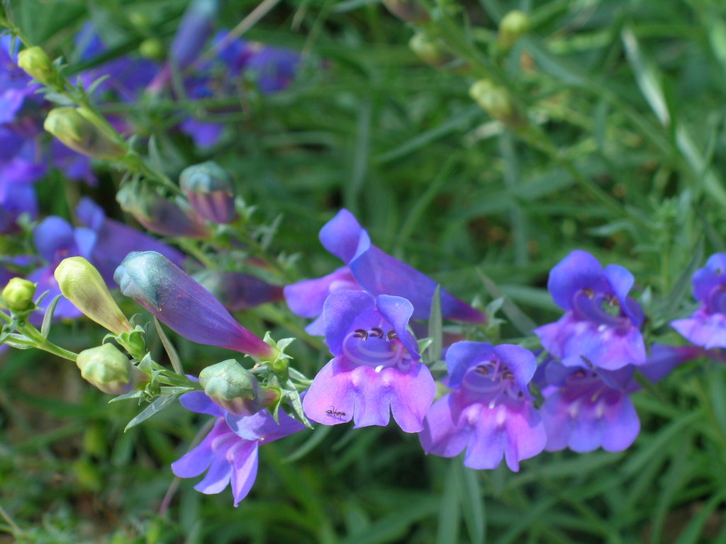 Over Hill & Dale: Foothill Penstemon (Penstemon heterophyllus)