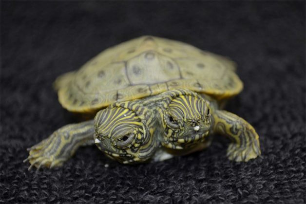 Cool stuff you can use.: Two-headed Turtle Born in San Antonio Zoo