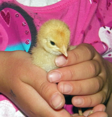 Everyday Becky: Introducing the Van Cluck Sisters