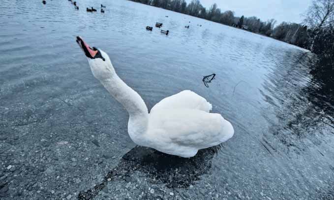 spagosmail: Svijet labudova