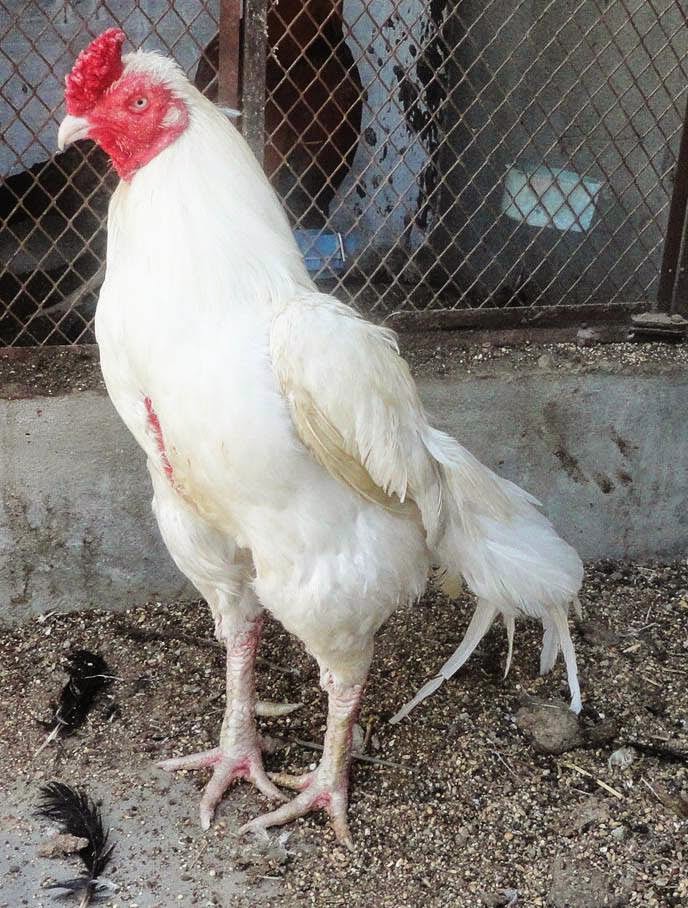 Beautiful Aseels of Syed Hammad Karachi ~ Pakistani Aseel Photos