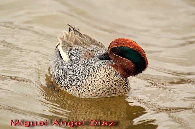 Cuaderno de Campo: Cerceta común (Anas crecca)