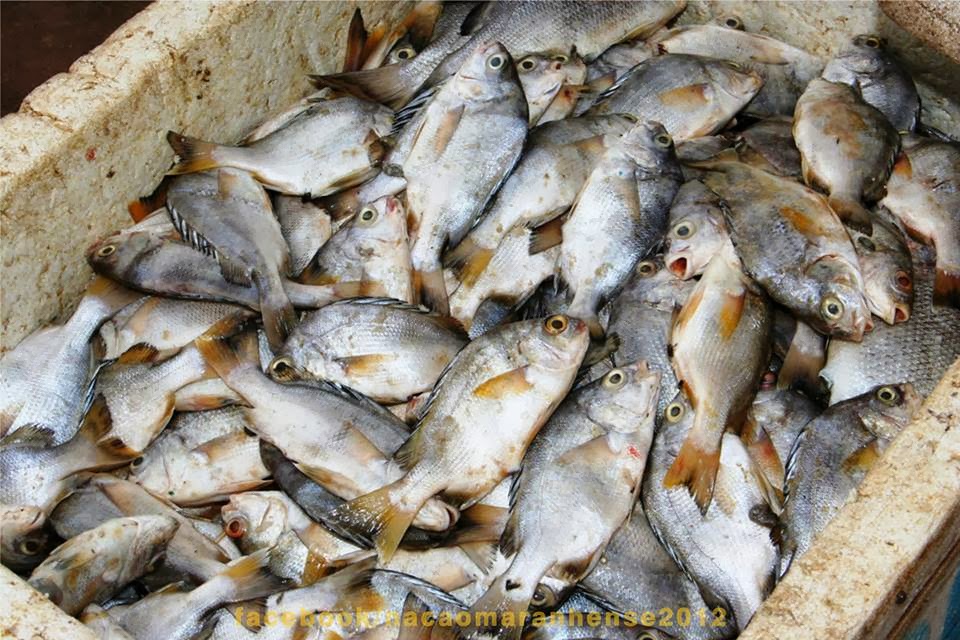 Tutóia 76 anos: PRATOS TÍPICOS