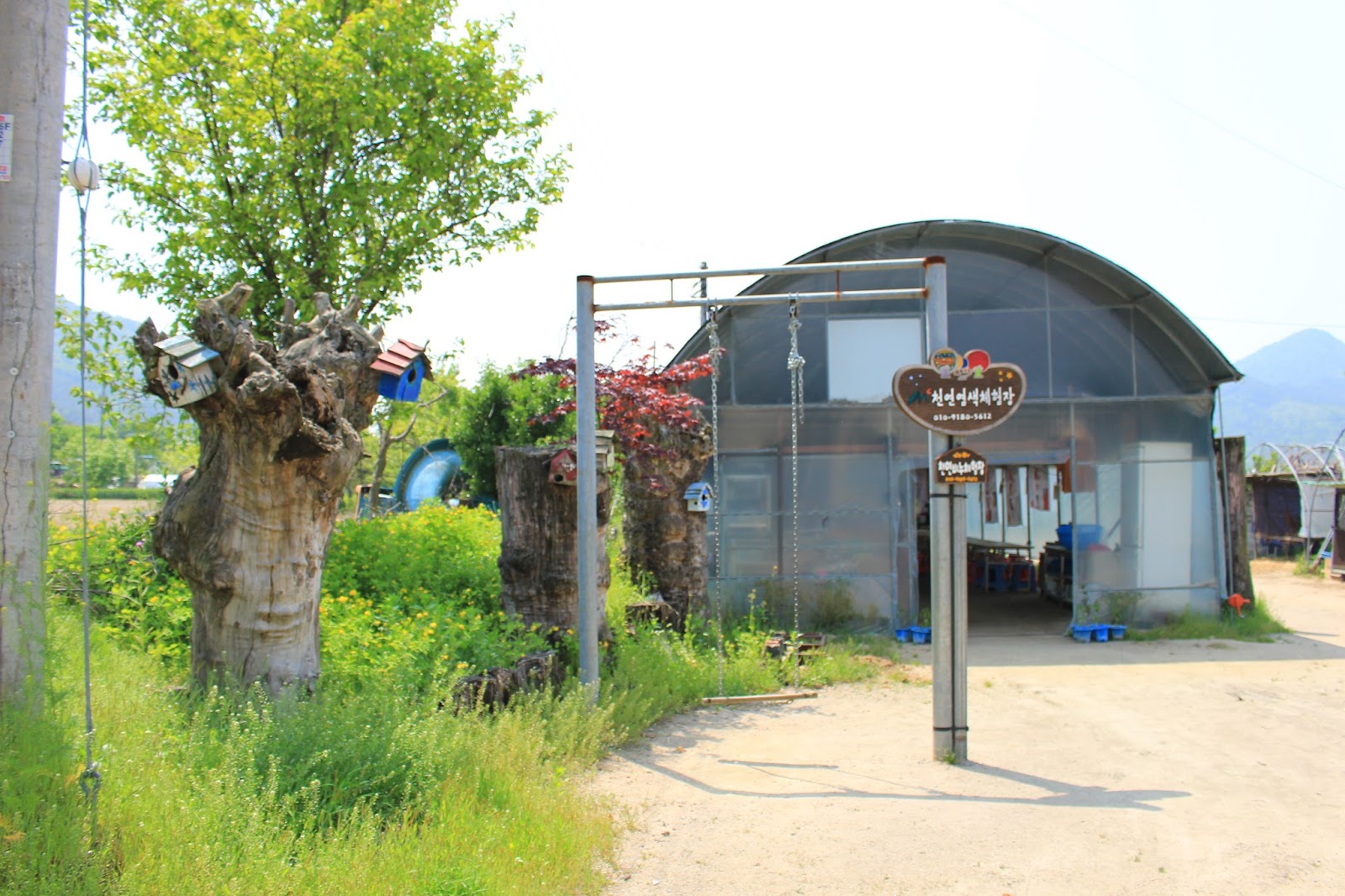 Korean Farming Experience Tours - One Day Harvest Programs in Daegu