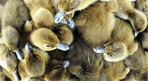 Penjual DOD/Meri Bebek Berkualitas | Bebek Lampung