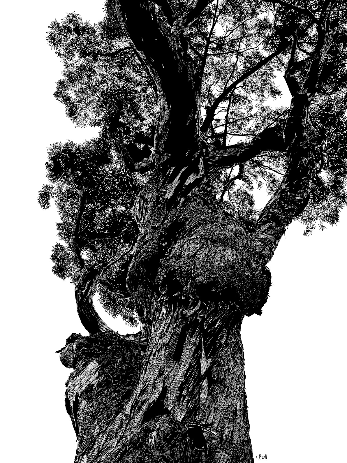 doug-buddy: Big Sur Tree