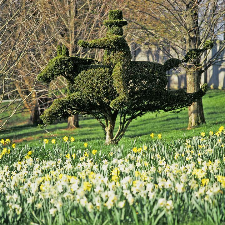 The French Tangerine: ~ topiary love