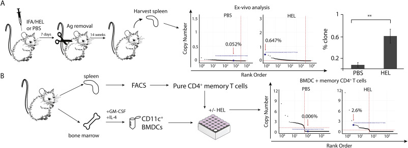 Maverakis Lab: Virtual Memory T cells
