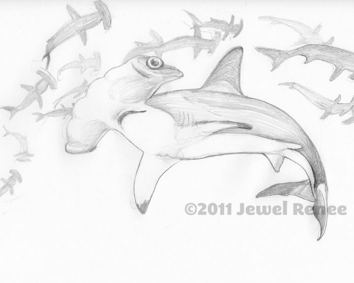 Jewel Renee Illustration: Hammerhead Pencil Drawing