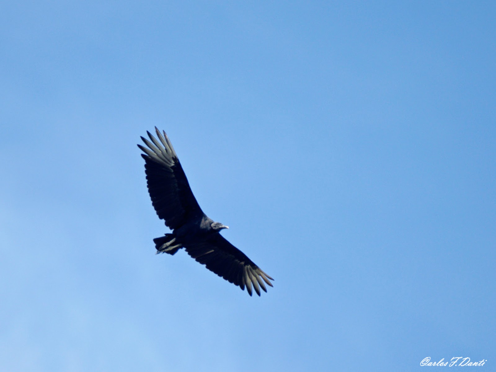 Naturaleza en San Francisco del Monte de Oro: JOTE CABEZA NEGRA ...