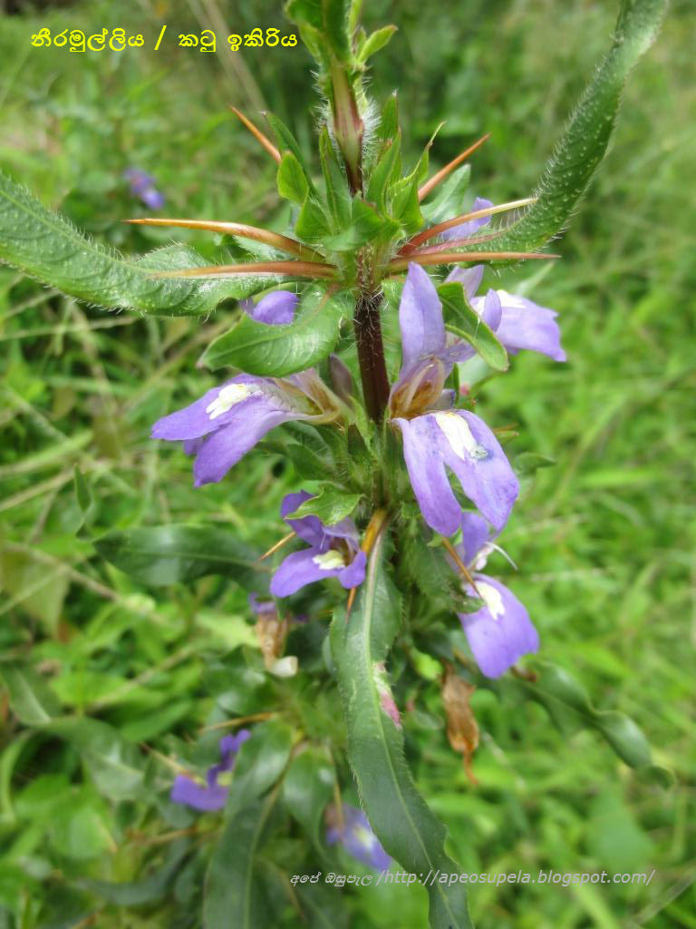 නීරමුල්ලිය / කටු ඉකිරිය [Neeramulliya / Katu Ikiriya] (Hygrophila ...