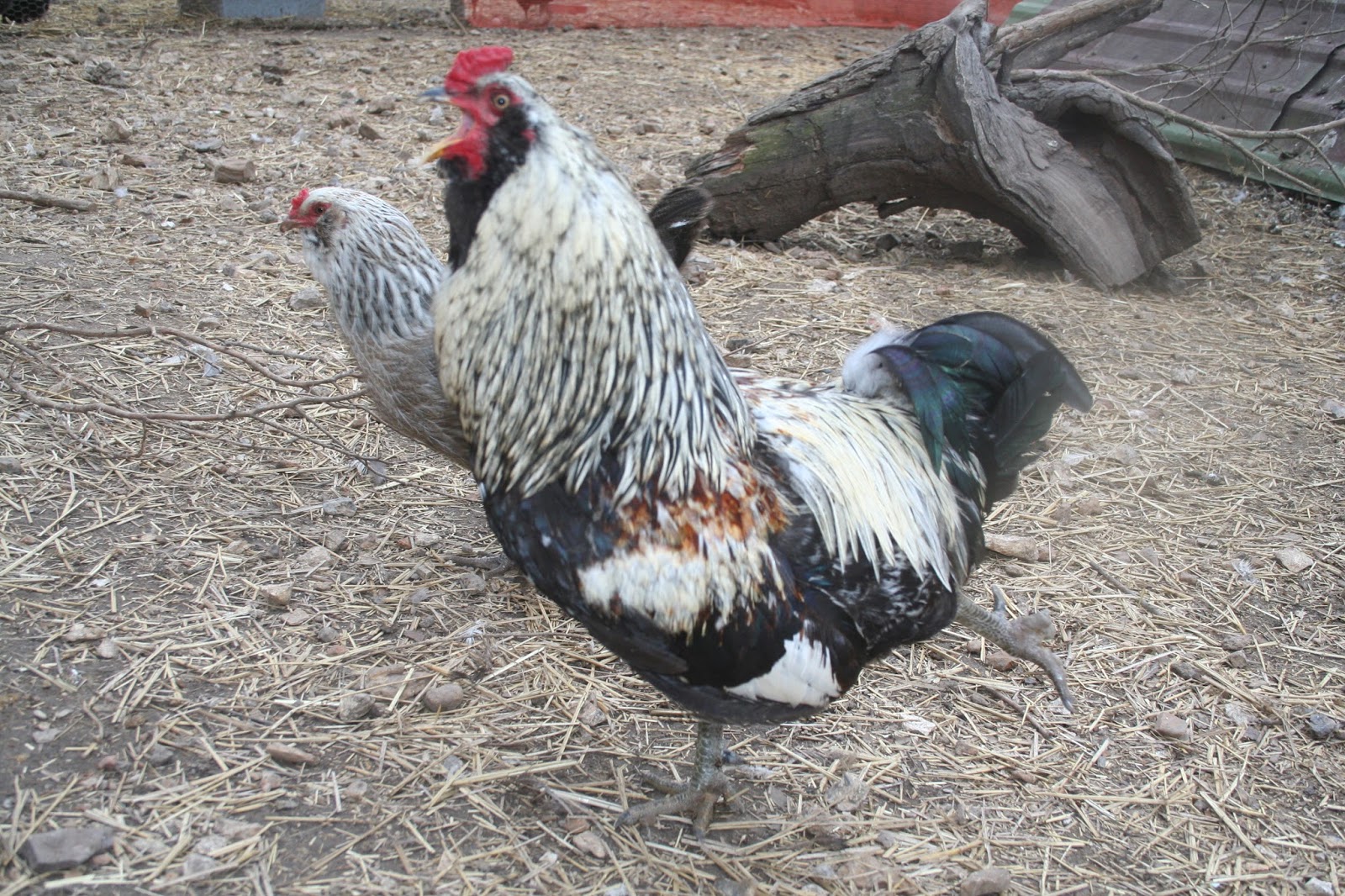 Heeby-Jeeby chickens: Forgetfulness and Farm Chores