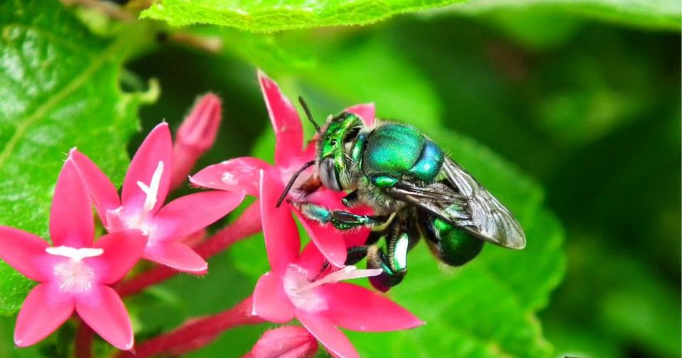 ARACNO Ambiental: O verde metálico da Abelha da Orquídea