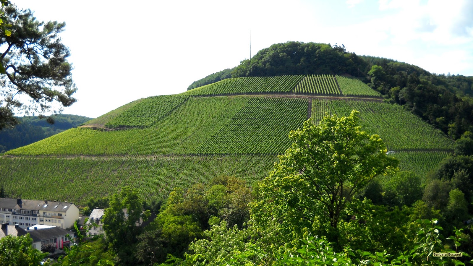 Heuvel met wijnvelden