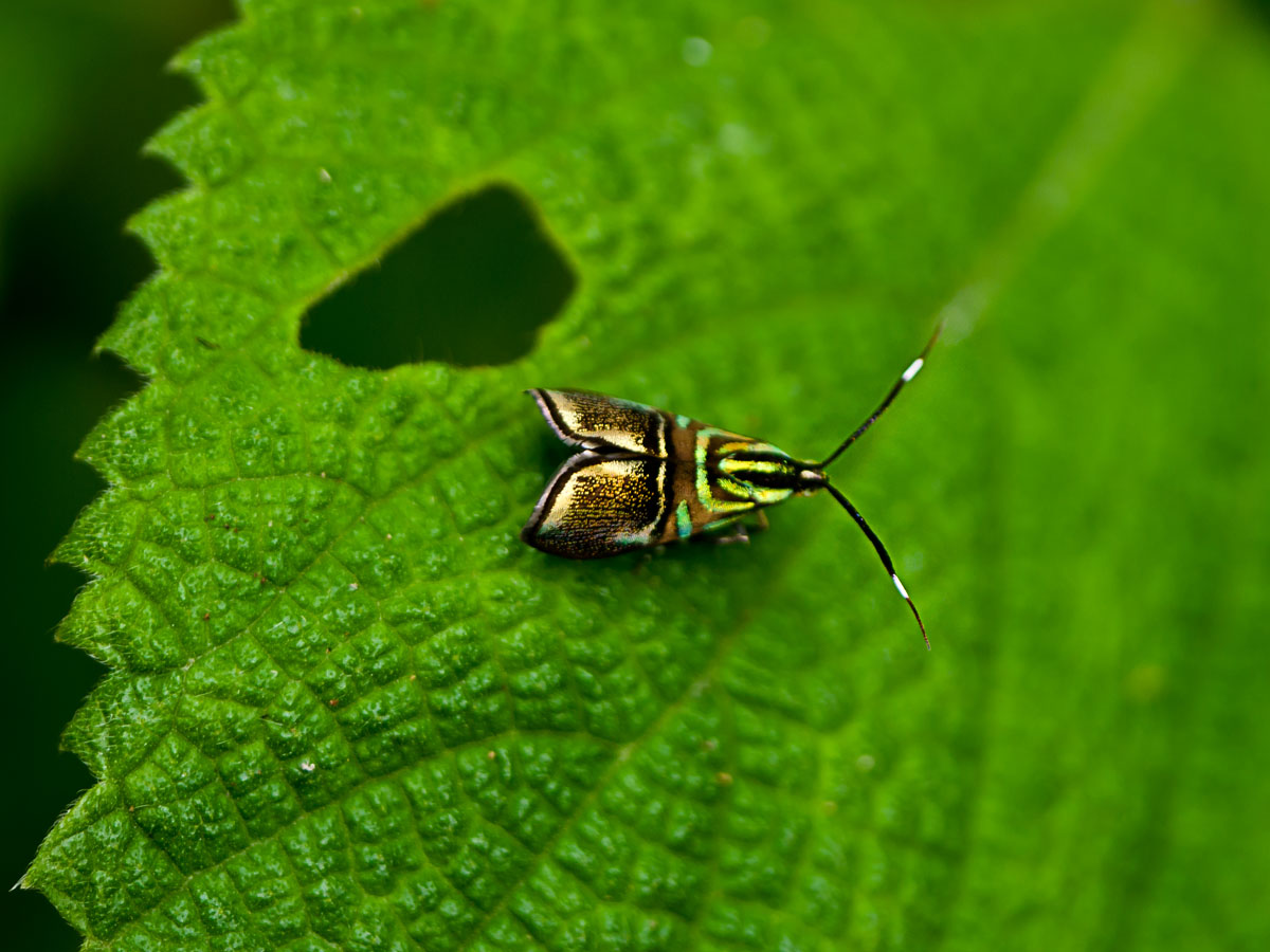tower record: 閃耀金屬光澤的叉紋閃舞蛾 Saptha divitiosa Walker (Moth)