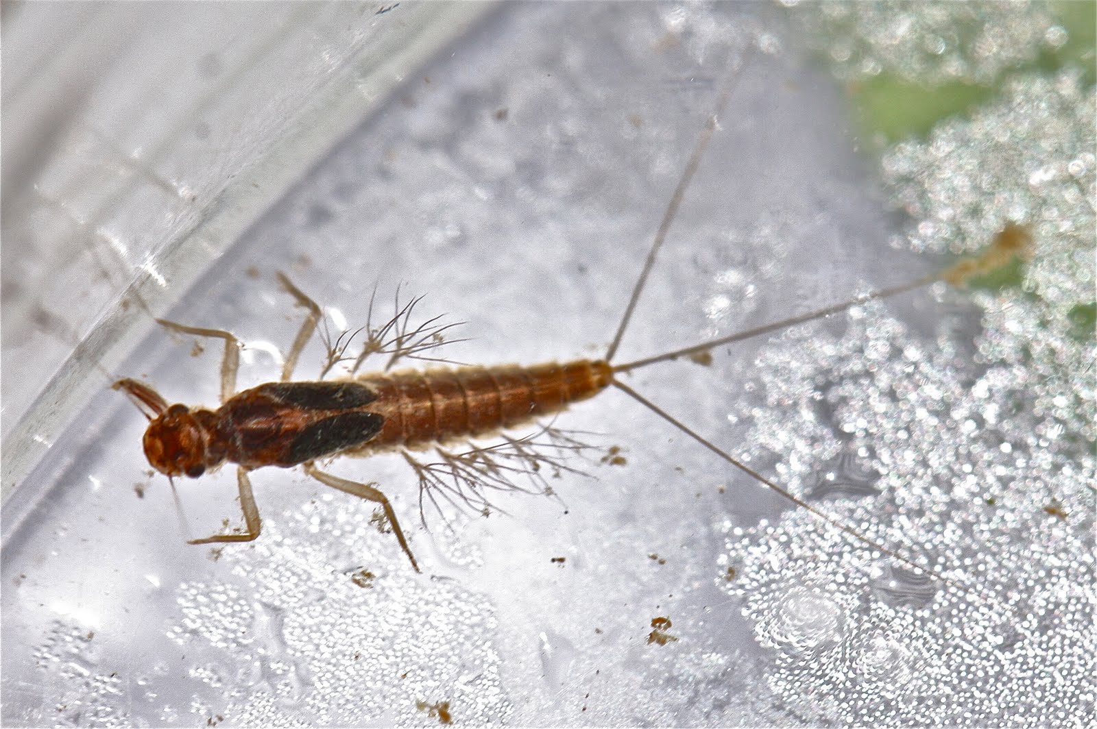 Aquatic Insects of Central Virginia: The Rapidan at the Beginning of ...