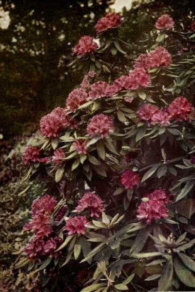 Future Plants by Randy Stewart: Rhododendrons - Species