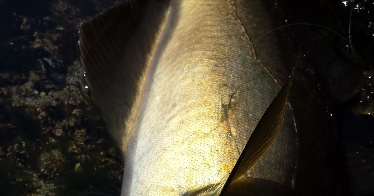 Luremaniac!: The fish of 1000 casts...