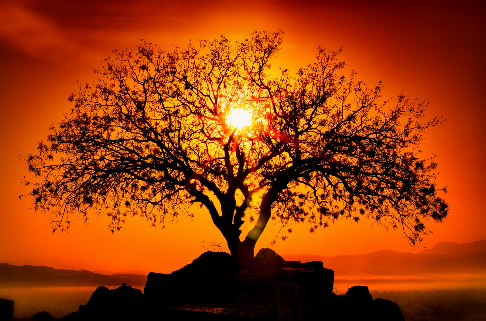 David Epps Photography: Tree of Life - Sunrise in Turkey